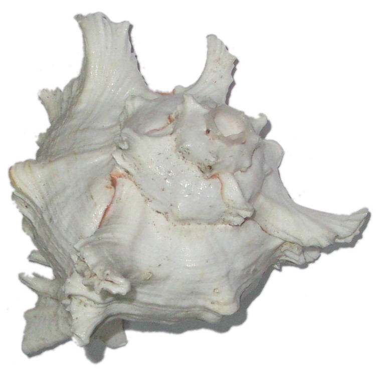 Natural Garuda Shankh Conch Sea Shell - A0350-07 - Season Bazaar