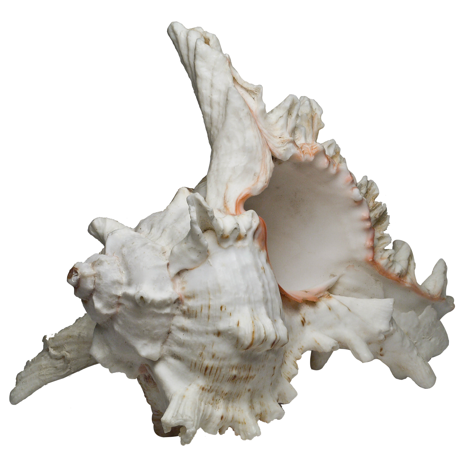 Natural Garuda Shankh Conch Sea Shell - A0350-07 - Season Bazaar