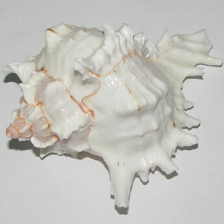 Natural Garuda Shankh Conch Sea Shell - A0350-07 - Season Bazaar