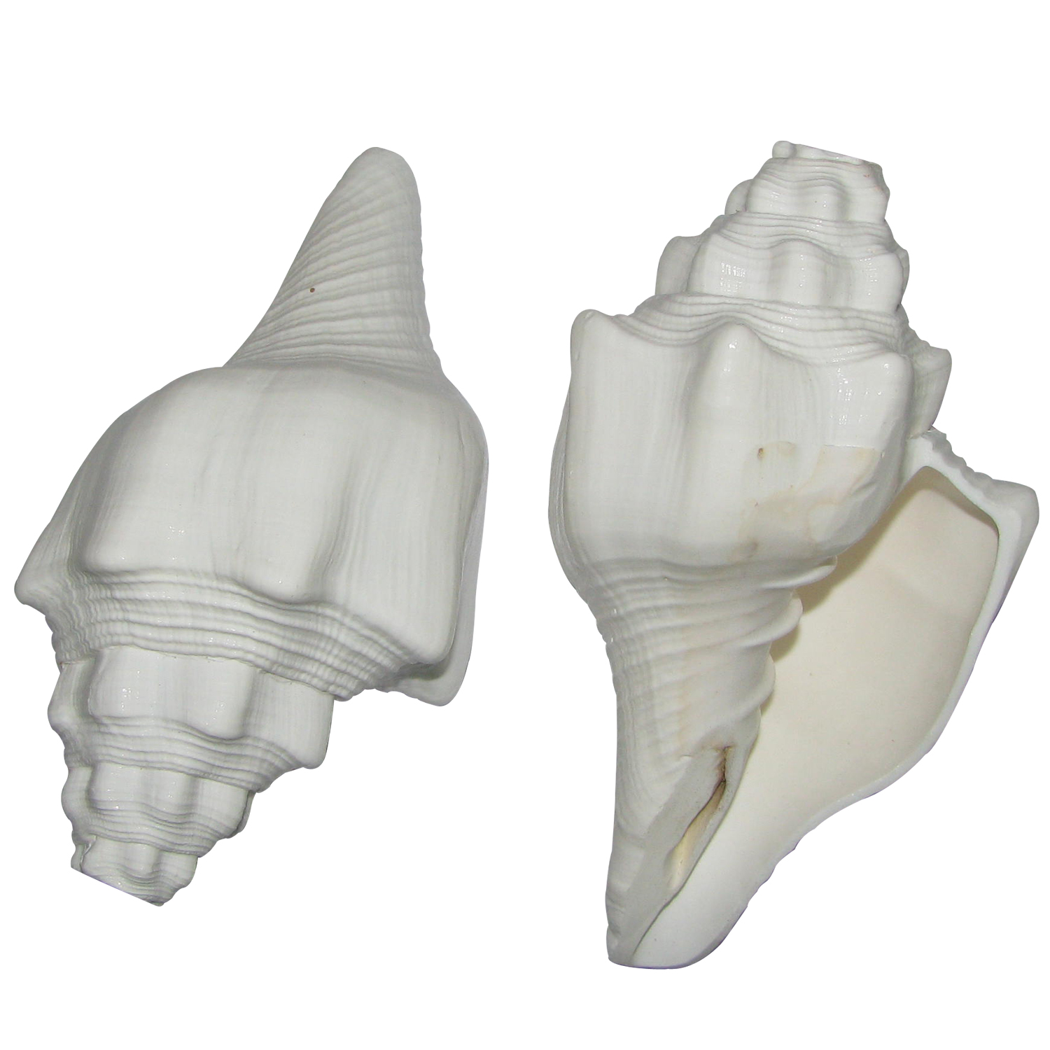 Natural 4 Step Blowing Shankh Bajanewala shankh 5-6 Inches - S906968 ...