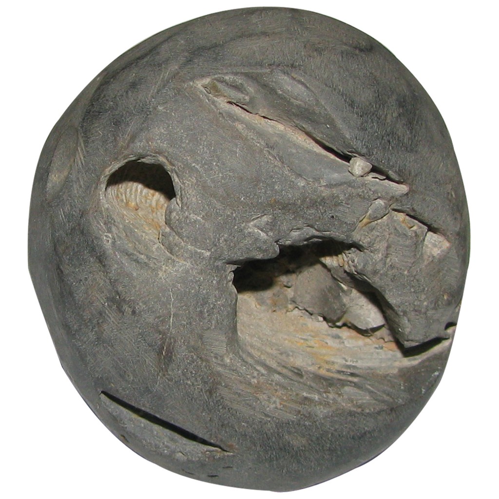 Krishna Balaram Shaligram Shila Saligram Sila Salagram Stone Saligramam ...