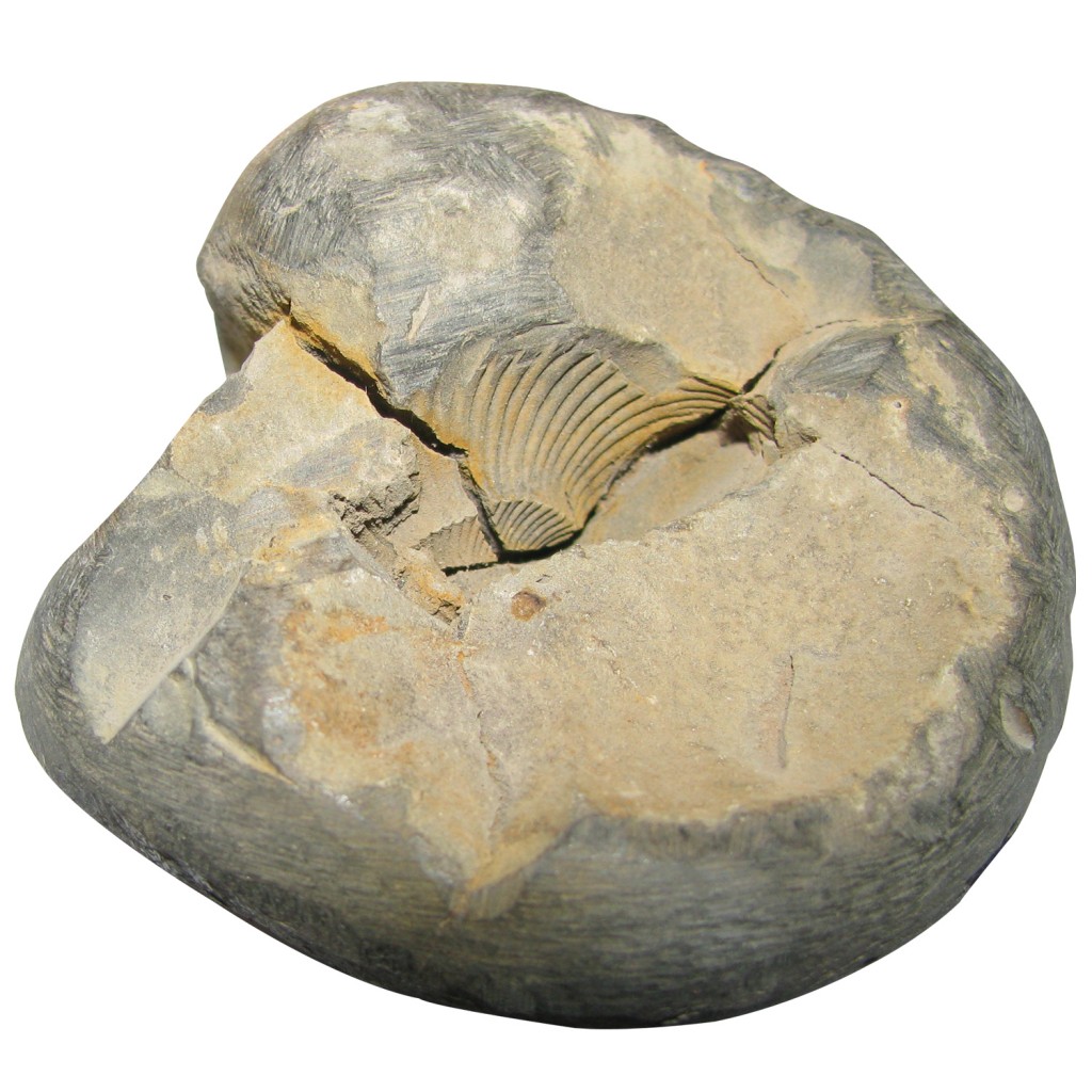 Sudarshan Chakra Shaligram Shila Saligram Sila Salagram Stone ...