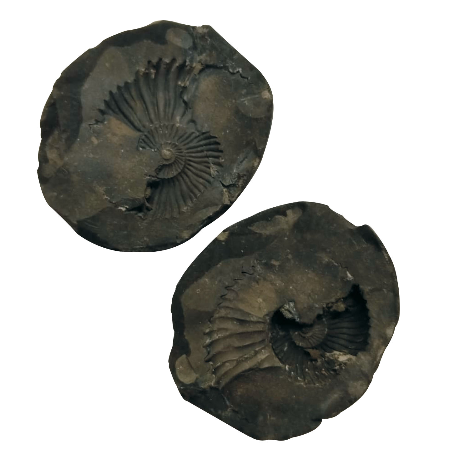 Aadhyathmik 100% Original Natural Sacred Lakshmi Janardhan Shaligram ...