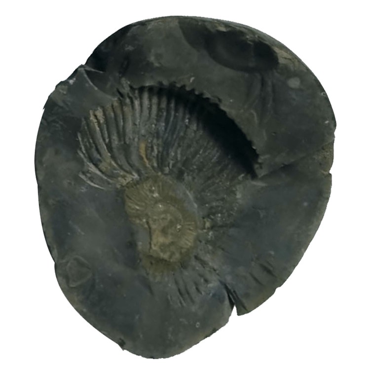 Aadhyathmik Natural Sacred Sudarshan Shaligram Shila from Nepal ...
