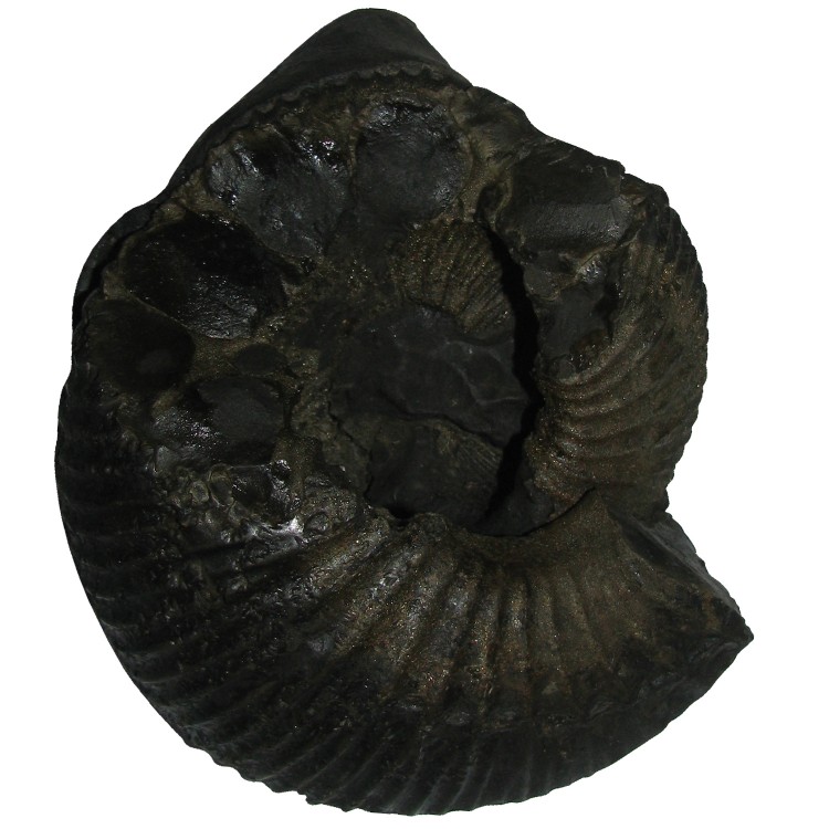 Aadhyathmik Unique Natural Shaligram Shila Saligram Sila Salagram from ...