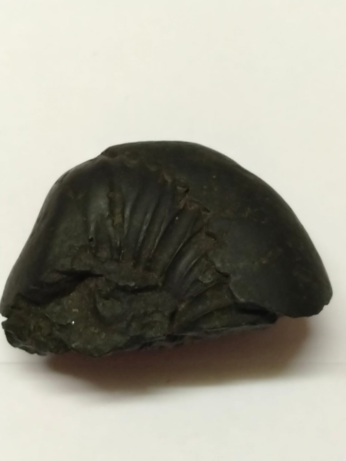 Aadhyathmik Lakshmi Shaligram Shila from Nepal Gandhaki Nadhi 100% ...