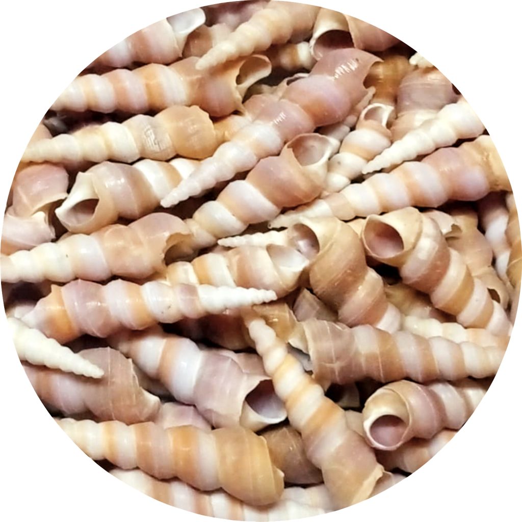 S9035-16 – Aadhyathmik Consecrated Natural Cone Shape Shank SeaShell ...